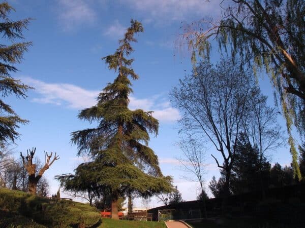 9 Privacy Trees for Georgia (Create a Natural Screen)