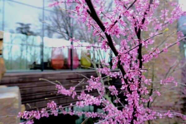 23 Stunning Flowering Trees in Florida to Plant or Admire