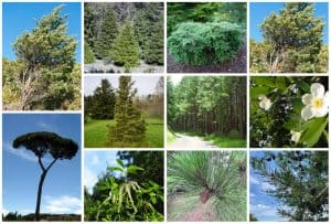 15 Evergreen Trees in Georgia (No Browning or Leaf Drop)