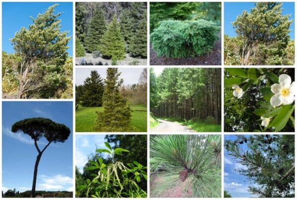 8 Excellent Evergreen Trees That Will Thrive in USDA Zone 7