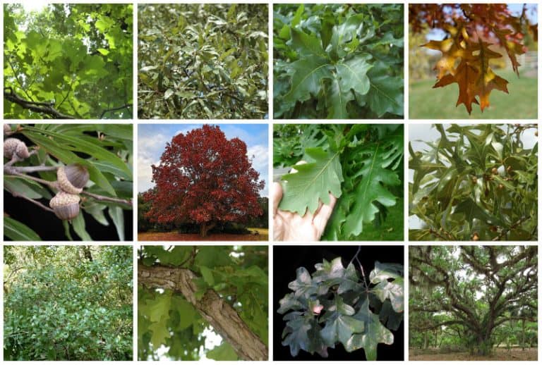 16 Common Types of Oak Trees in Florida (Including Native)