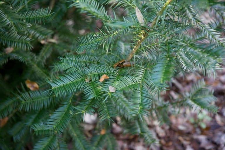 11 Florida Native Trees (Common & Rare Varieties)
