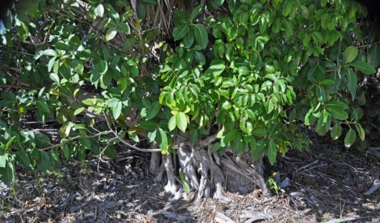 11 Florida Native Trees (Common & Rare Varieties)