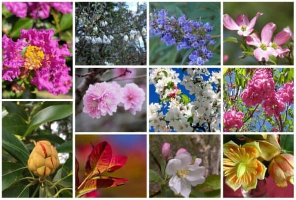 12 Washington State Flowering Trees to Brighten Up Your Yard