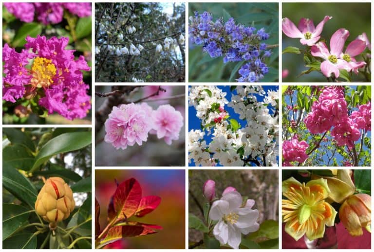 12 Flowering Trees in Kansas (White, Yellow, Purple & Pink)