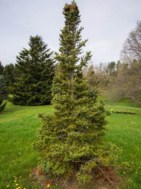 15 Evergreen Trees in Georgia (No Browning or Leaf Drop)