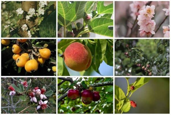 8 Best Fruit Trees That Grow in Pennsylvania