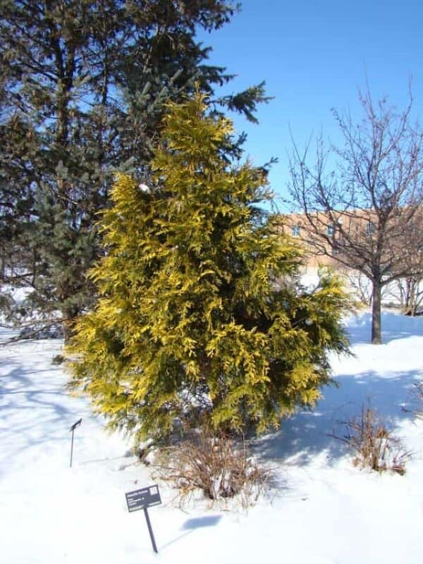 9 Privacy Trees for Georgia (Create a Natural Screen)