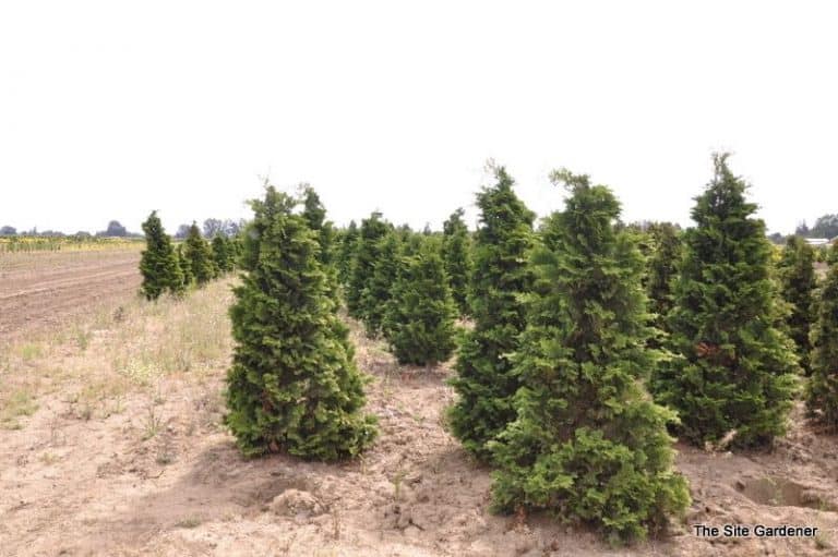 9 Types of Cypress Trees to Grow in Georgia