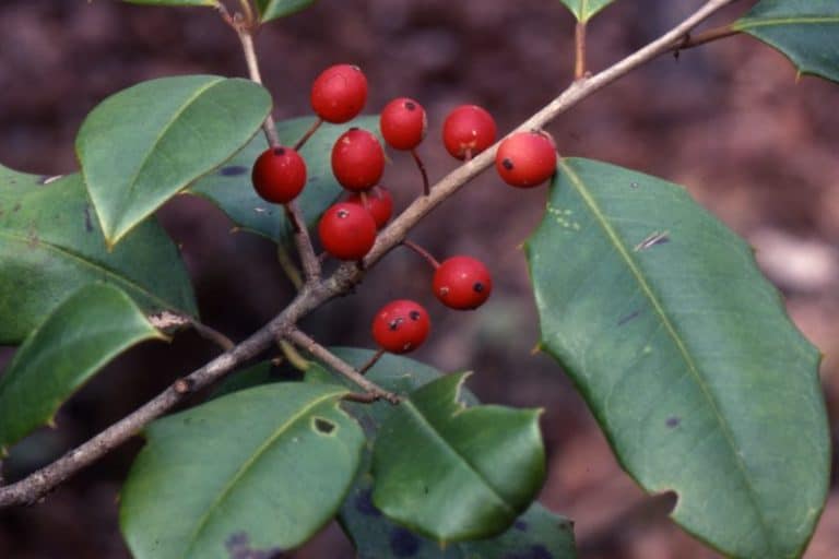 11 Florida Native Trees (Common & Rare Varieties)