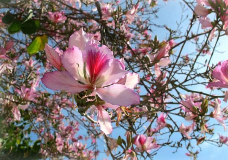23 Stunning Flowering Trees in Florida to Plant or Admire