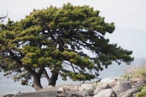 8 Common Types of Pine Trees in Florida (Including Native)