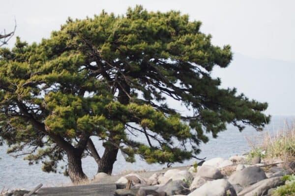 8 Common Types of Pine Trees in Florida (Including Native)