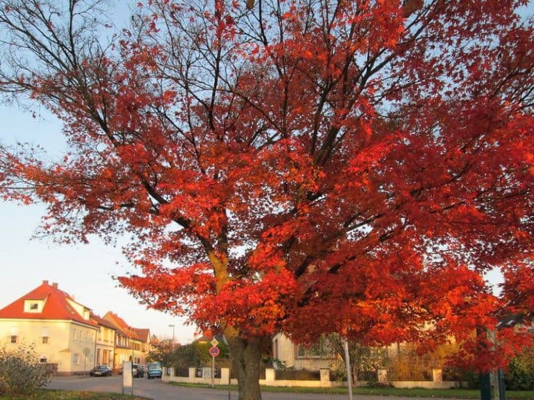 6 Best Varieties of Maple Trees that Grow in Georgia