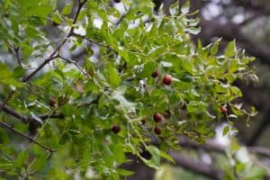 13 Best Fruit Trees to Grow in Georgia (North & South)