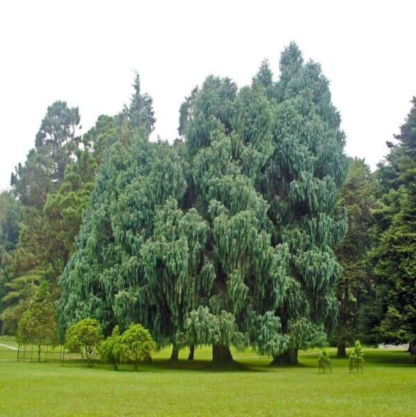 9 Types of Cypress Trees to Grow in Georgia