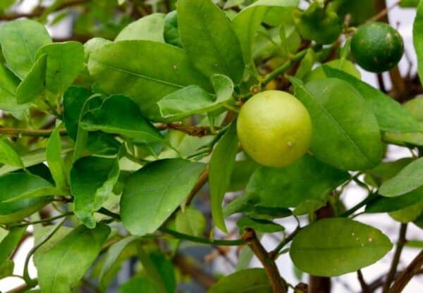 12 Best Fruit Trees to Grow in Florida for a Great Harvest