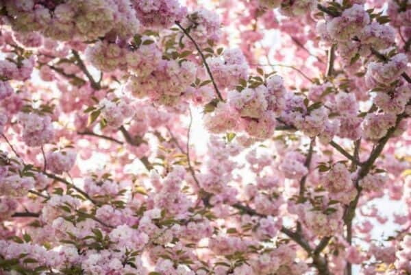 23 Stunning Flowering Trees in Florida to Plant or Admire