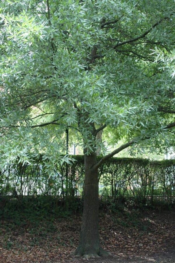20 Types of Oak Trees in Georgia to Discover or Plant Today