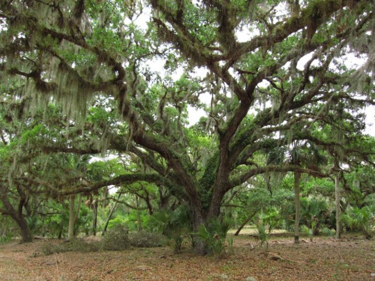 16 Common Types of Oak Trees in Florida (Including Native)