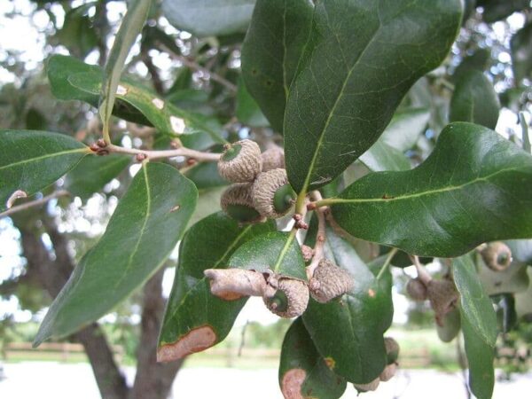 20 Types of Oak Trees in Georgia to Discover or Plant Today