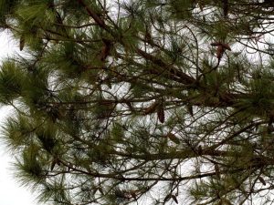 8 Common Types of Pine Trees in Florida (Including Native)
