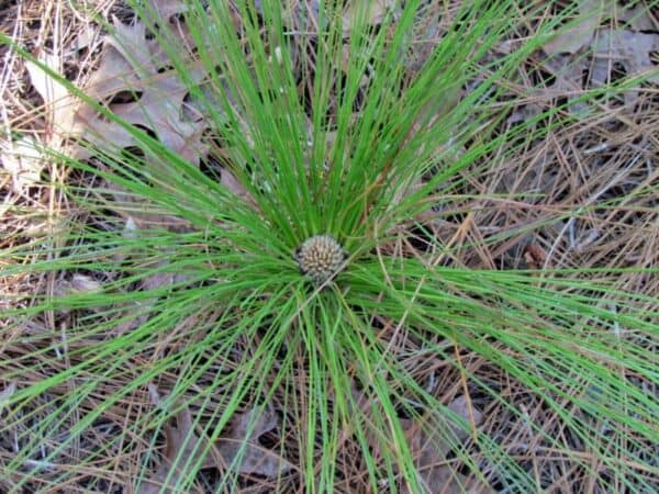 8 Common Types of Pine Trees in Florida (Including Native)