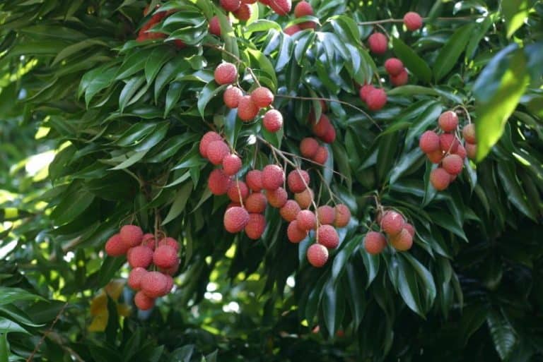 12 Best Fruit Trees to Grow in Florida for a Great Harvest
