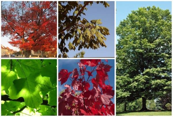 6 Different Types of Maple Trees In Pennsylvania