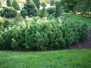 7 Types of Pine Trees That Grow in West Virginia