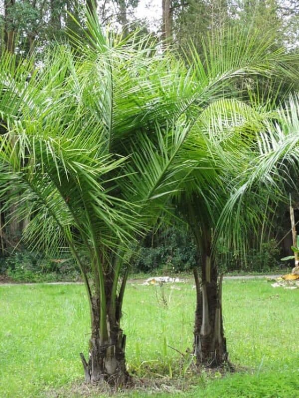 16 Best Palm Trees to Grow in Georgia (Savannah to Atlanta)