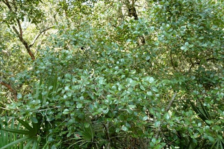 16 Common Types of Oak Trees in Florida (Including Native)