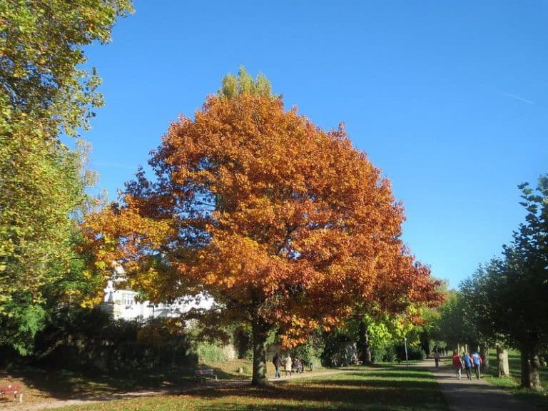 28 Best Common & Native Trees that Grow in Virginia