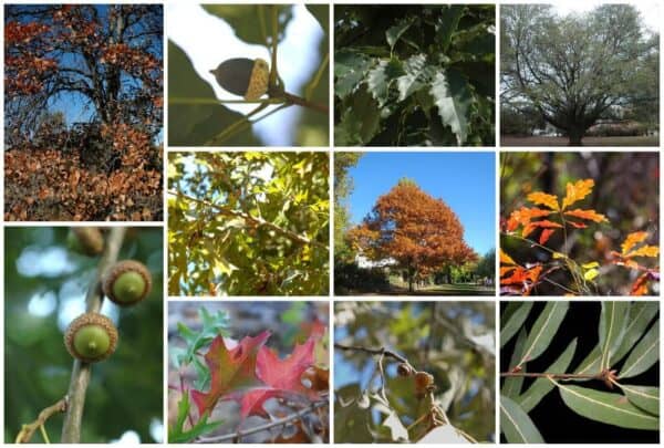 30 Types of Trees Native to Georgia (Common & Rare Species)