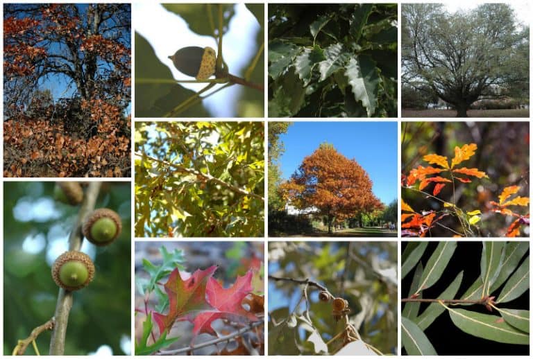 6 Best Varieties of Maple Trees that Grow in Georgia