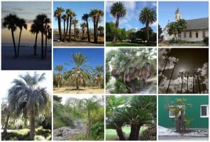 9 Arizona Palm Trees (Native & Common Varieties)