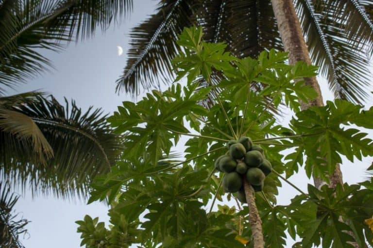 12 Best Fruit Trees to Grow in Florida for a Great Harvest