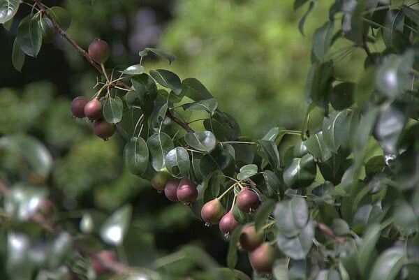 13 Best Fruit Trees to Grow in Georgia (North & South)