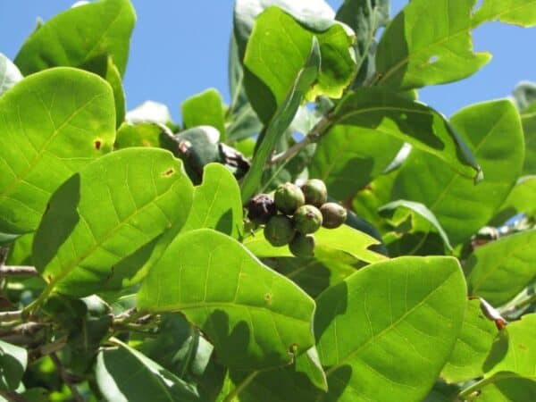 11 Florida Native Trees (Common & Rare Varieties)