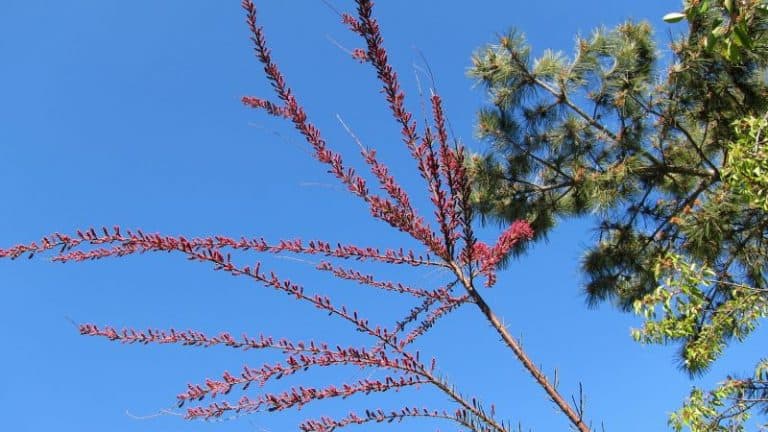 8 Common Types of Pine Trees in Florida (Including Native)