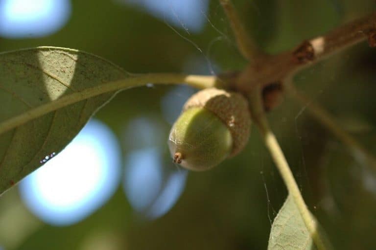 20 Types of Oak Trees in Georgia to Discover or Plant Today