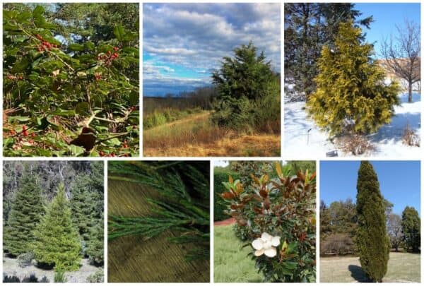 10 Privacy Trees to Grow in Florida (to Block Prying Eyes!)