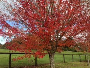 11 Florida Native Trees (Common & Rare Varieties)