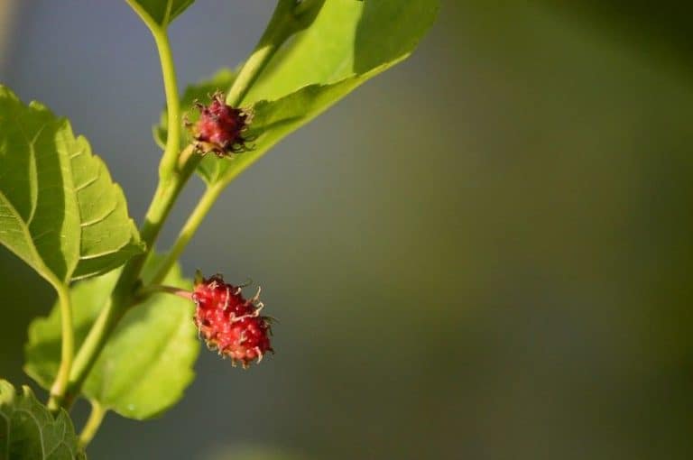 13 Best Fruit Trees to Grow in Georgia (North & South)
