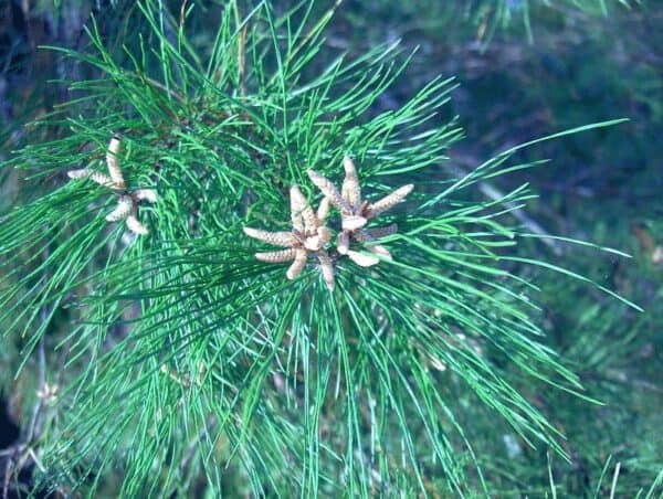 8 Common Types of Pine Trees in Florida (Including Native)