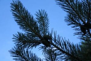 8 Common Types of Pine Trees in Florida (Including Native)