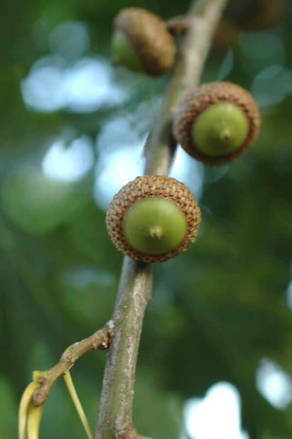 20 Types of Oak Trees in Georgia to Discover or Plant Today