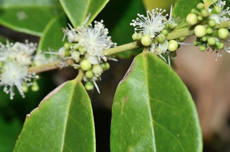 23 Stunning Flowering Trees in Florida to Plant or Admire
