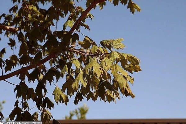 6 Best Varieties of Maple Trees that Grow in Georgia