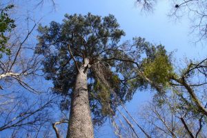 8 Common Types of Pine Trees in Florida (Including Native)